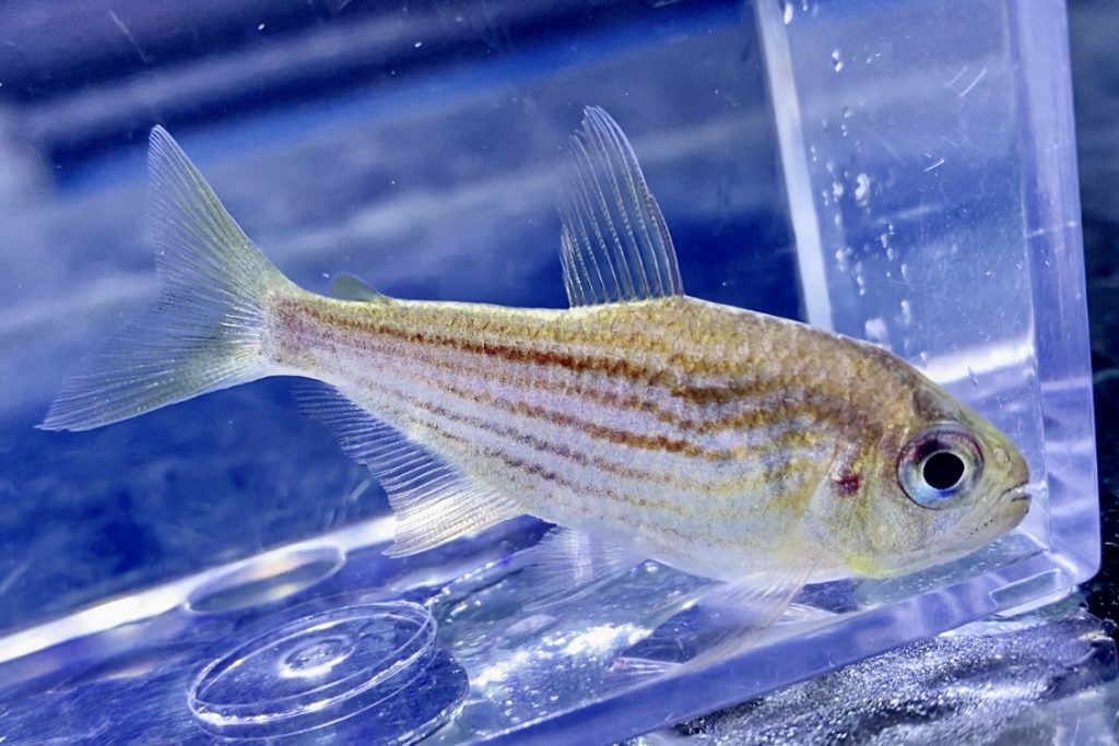 タイガーアグネステトラ（Moenkhausia agnesae）飼育レポート。通販を含めた販売や価格帯とは。 | AQUASHOP ...