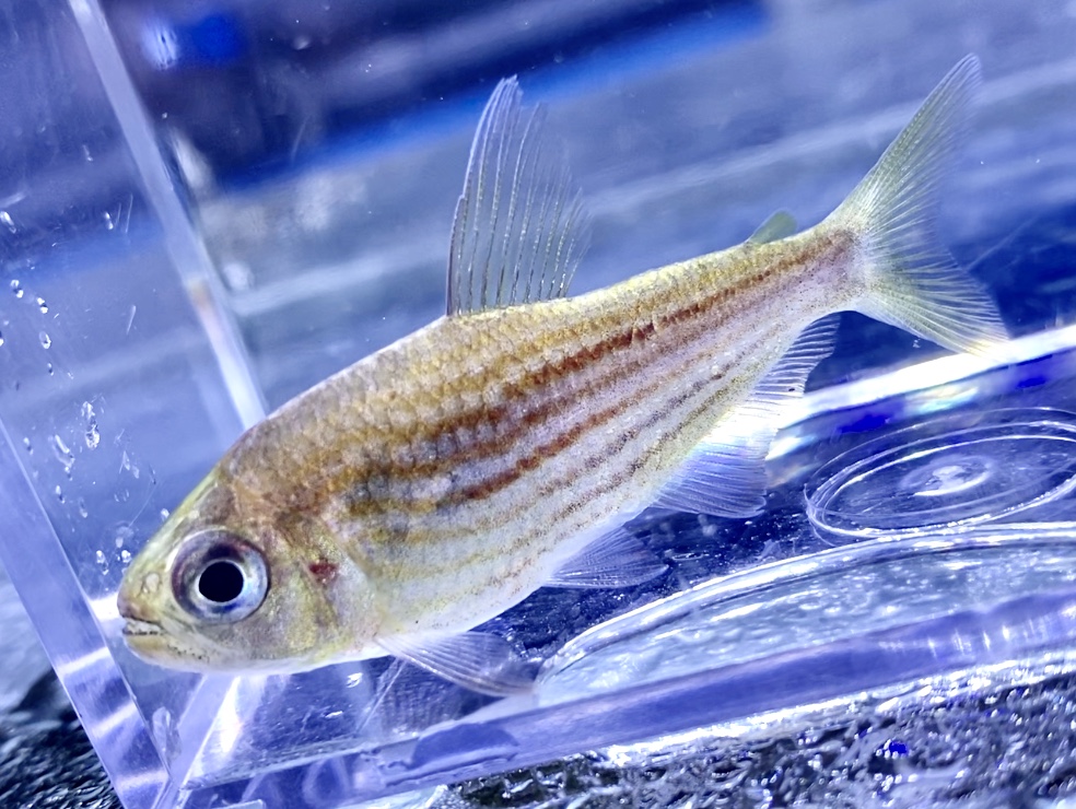 タイガーアグネステトラ（Moenkhausia agnesae）飼育レポート。通販を含めた販売や価格帯とは。 | AQUASHOP ...