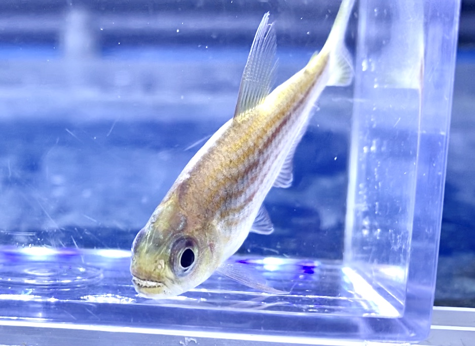 タイガーアグネステトラ（Moenkhausia agnesae）飼育レポート。通販を含めた販売や価格帯とは。 | AQUASHOP ...