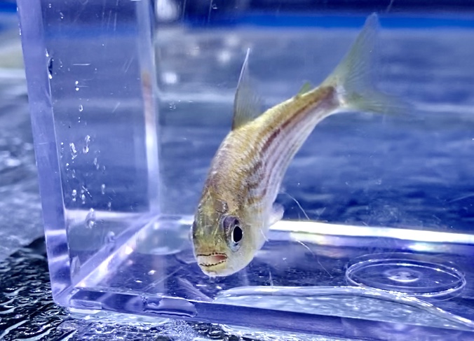 タイガーアグネステトラ（Moenkhausia agnesae）飼育レポート。通販を含めた販売や価格帯とは。 | AQUASHOP ...