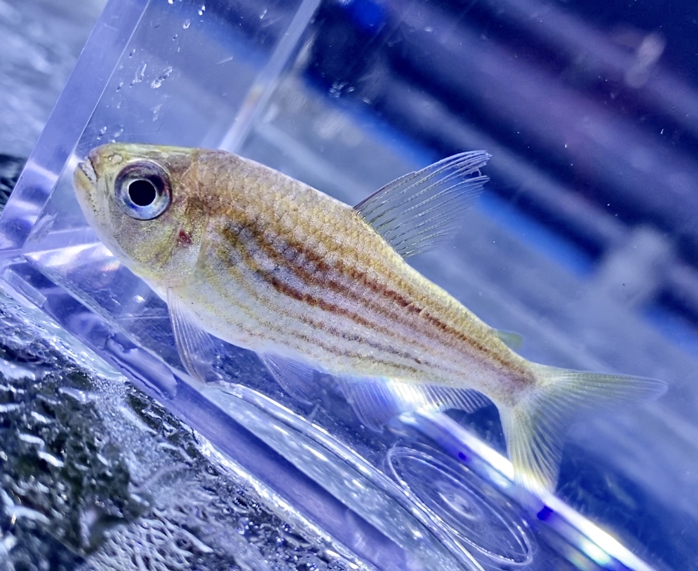 タイガーアグネステトラ（Moenkhausia agnesae）飼育レポート。通販を含めた販売や価格帯とは。 | AQUASHOP ...