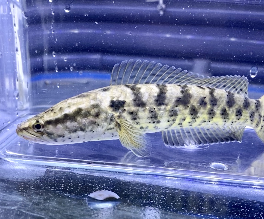 インディアンスネークヘッド（Channa punctata）飼育レポート。『グリーンフィン』『プラチナ』？通販を含めた販売や価格帯とは ...