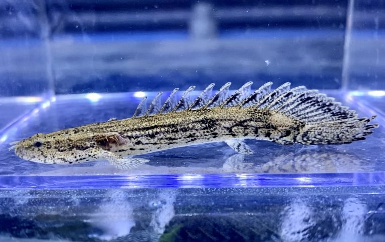 ポリプテルス・ラプエン（ラプラティとエンドリケリー）飼育と混泳、エサについてPolypterus bichir lapradei ...